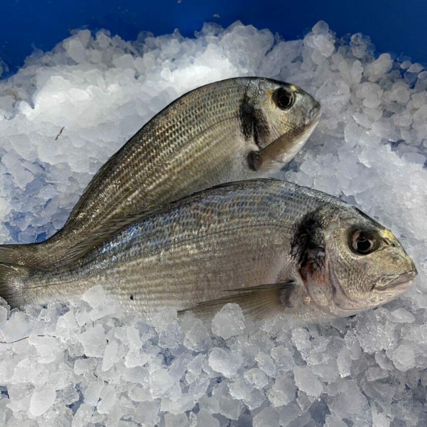 Dorade royale Méditerrannée - la Rascasse 66